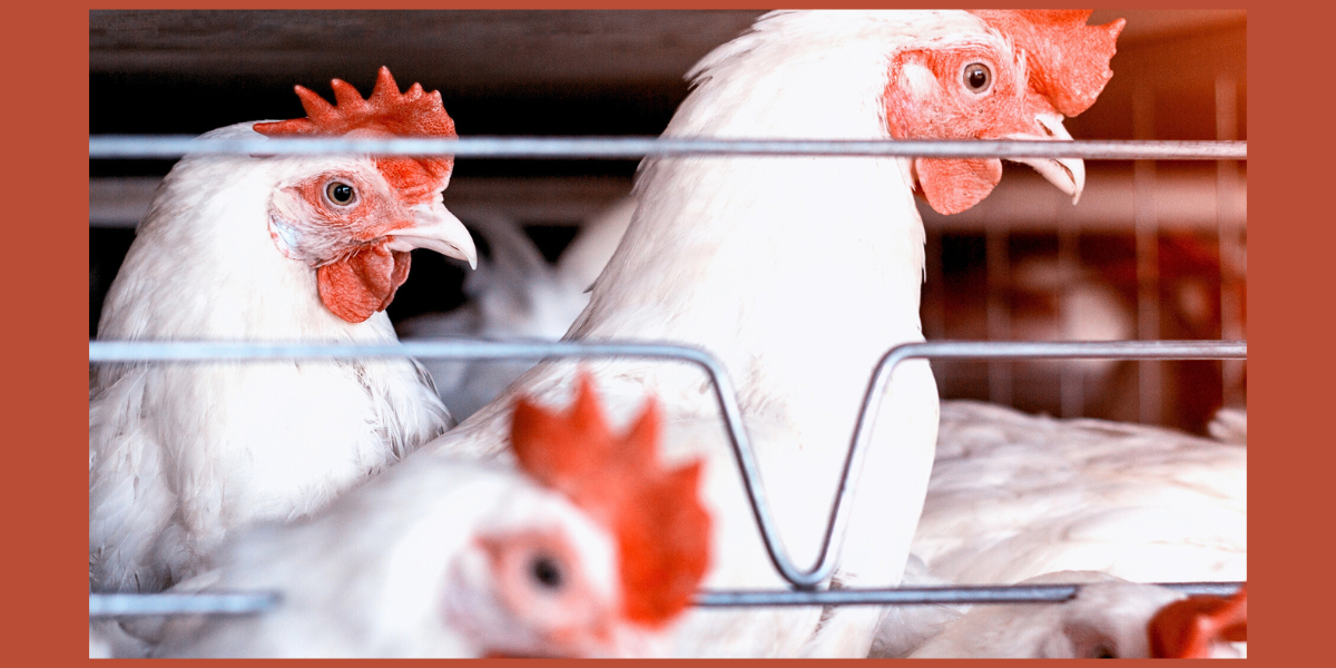 From Coop to Table: The True Cost of America’s Chicken Obsession | by A ...