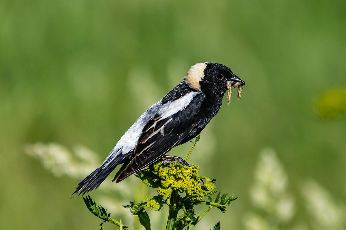 Did the Bobolink Inspire the Sounds of R2-D2 of Star Wars Fame? | by ...