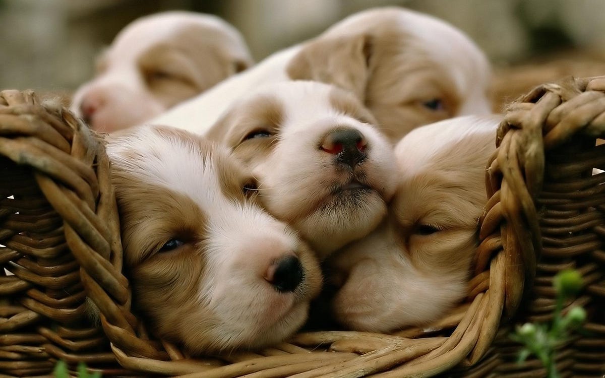 Unleashing Joy: Explore the Amazing Pets Website | by Aditi Nayak | Medium