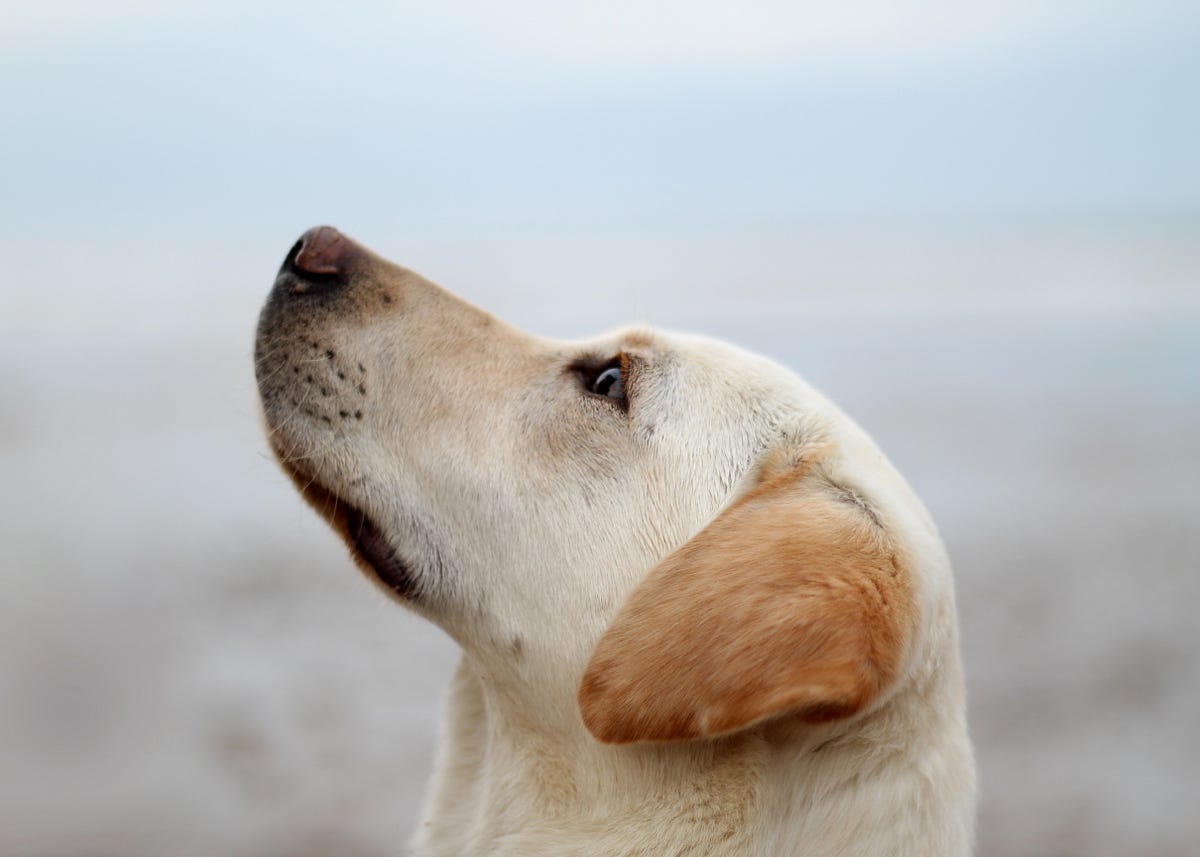 The Psychology of Why We Love Dogs | by Joe Duncan | Moments | Medium
