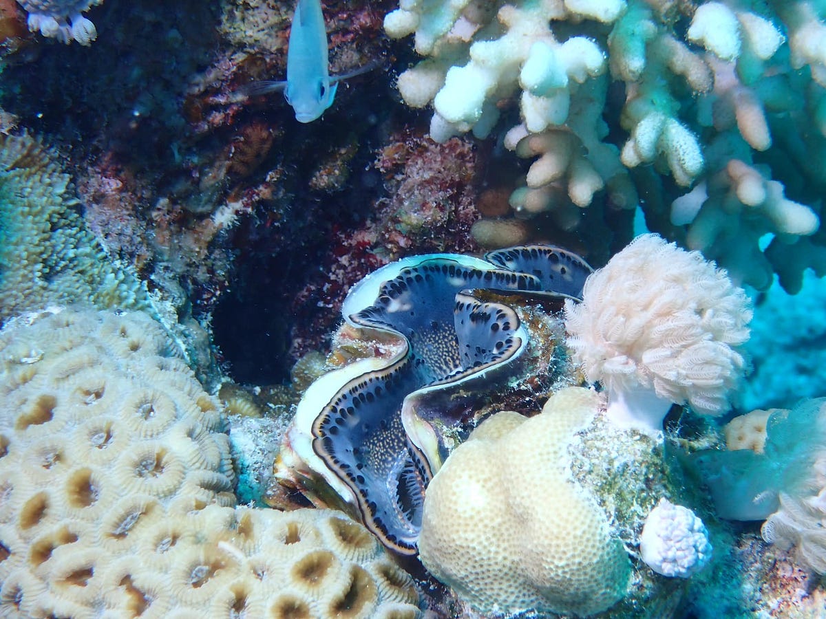 Gubal Island Red Sea Egypt. Gubal Island is one of the most popular ...