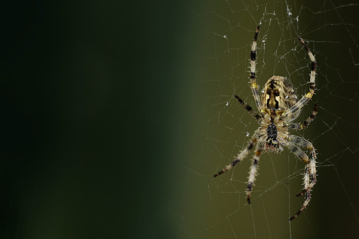 Snake And Spider Scary Thoughts. Your Scariest Spider, Snake or Pest ...