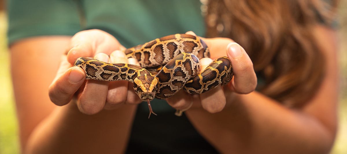 Burmese python ambassadors Cypress and Cedar join Conservancy’s ...