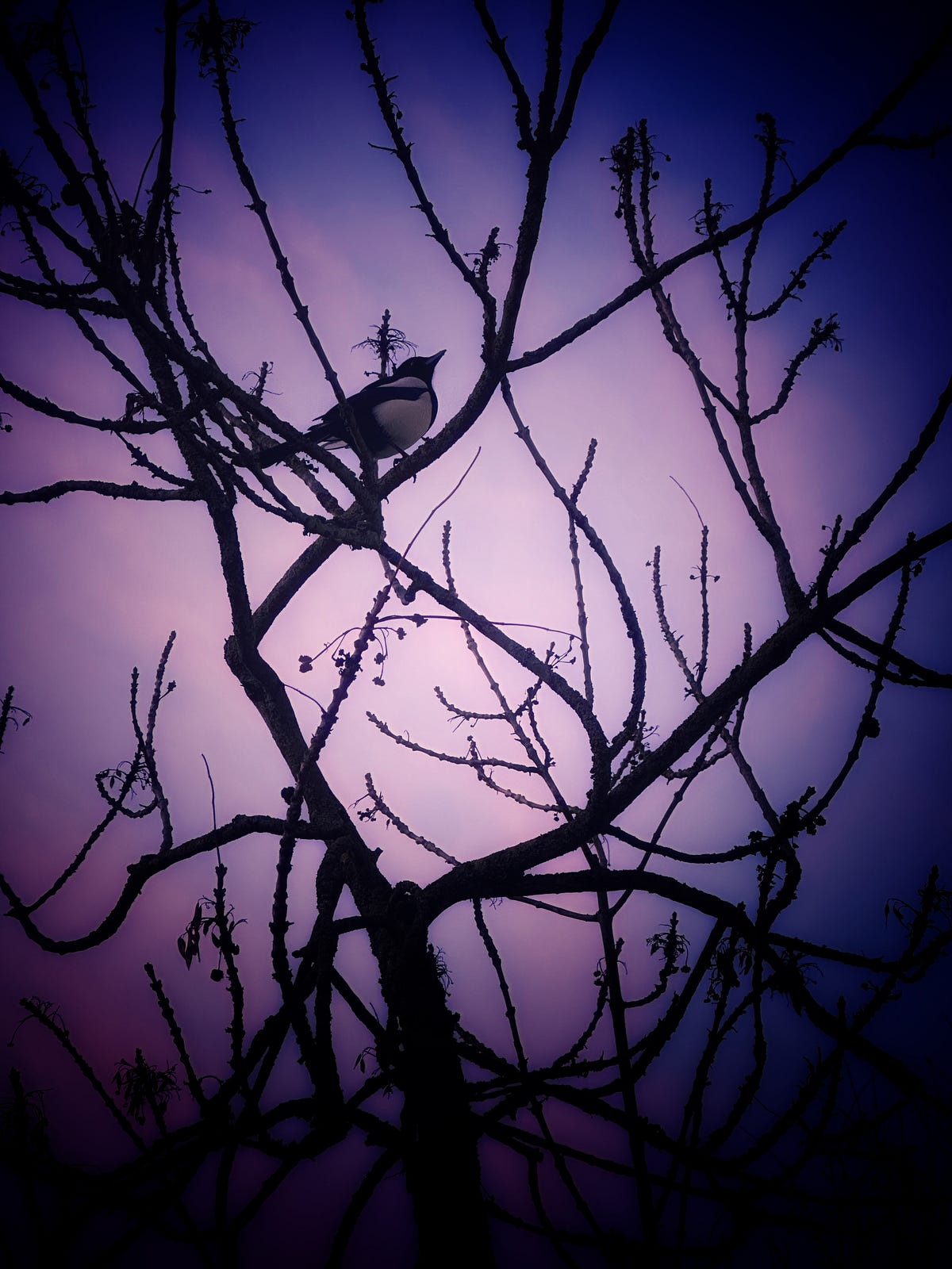 The Orchestra. My feathered friends wake me up every… | by Saadia Ahsan Tariq | Medium