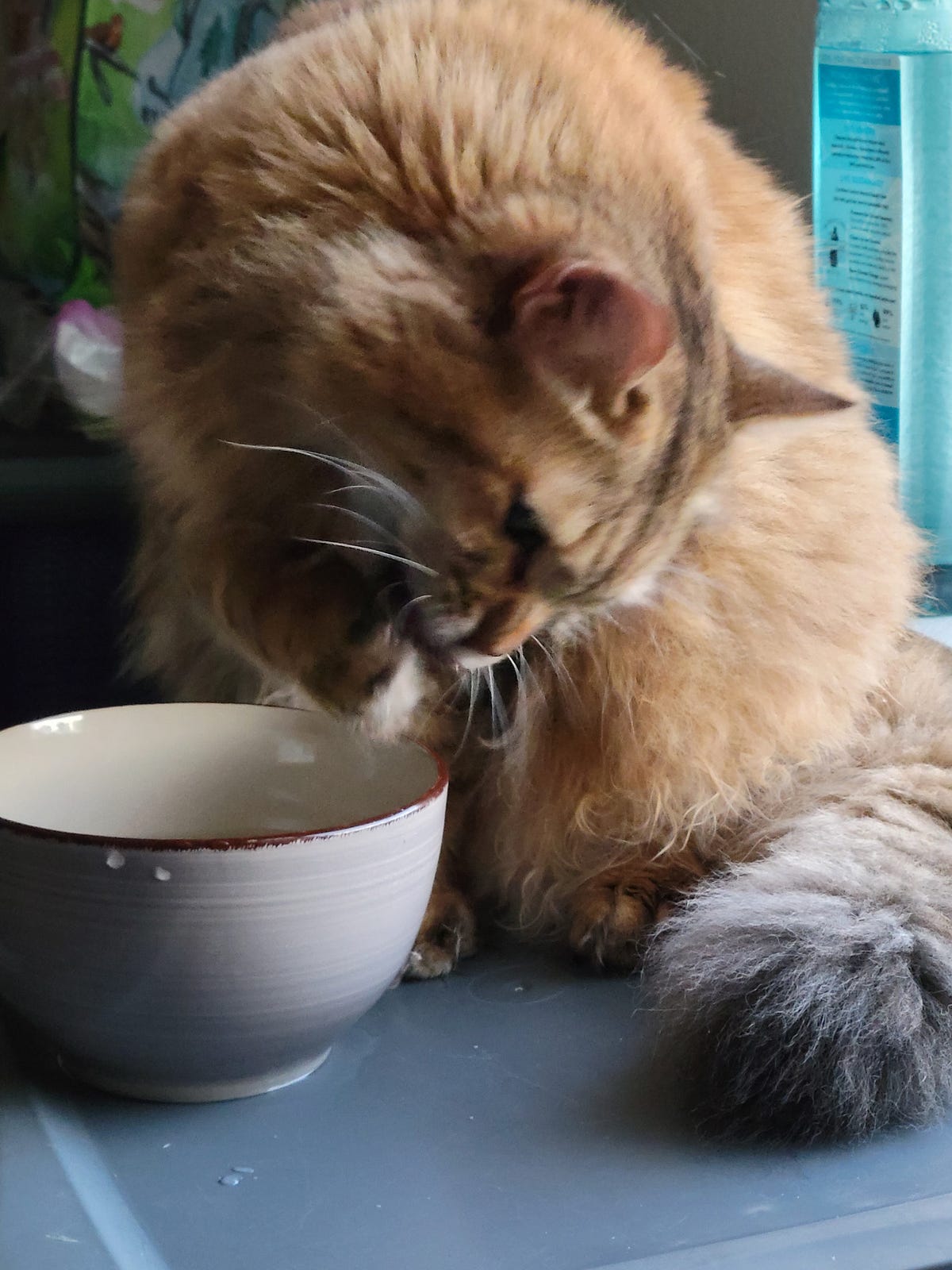 🧊Num num nuum numm nuum💦. Photos Dated: August 12, 2023 | by Toulousethefancycat | May, 2025 ...