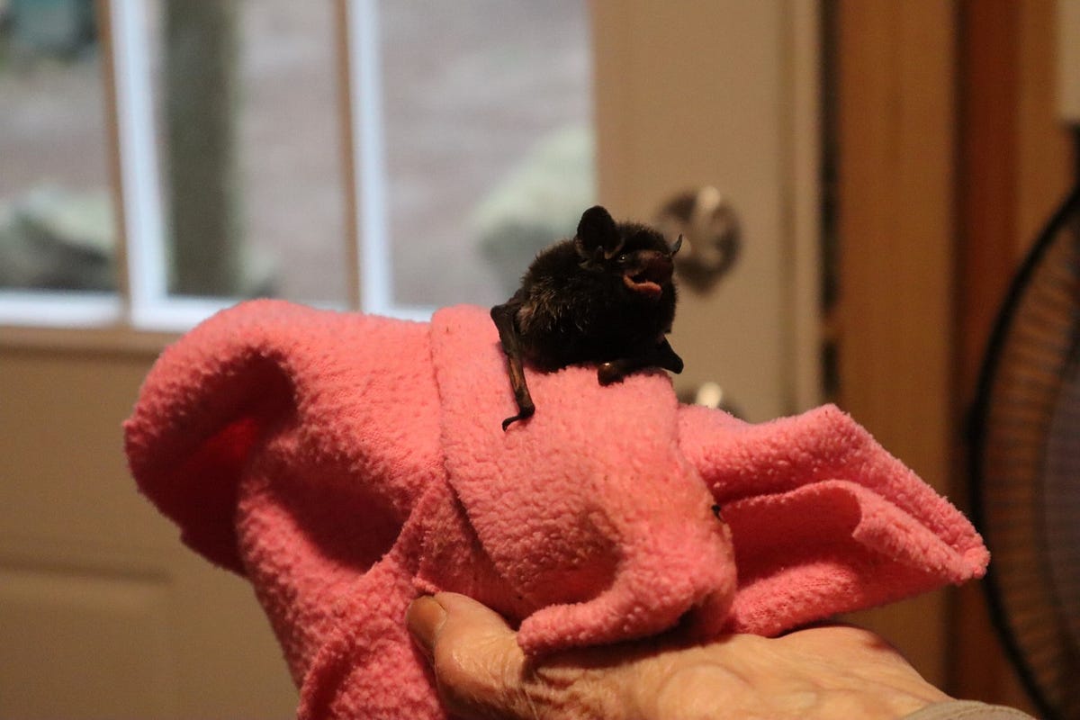 Small but Flighty. As Washington’s bats face the threat of… | by The ...
