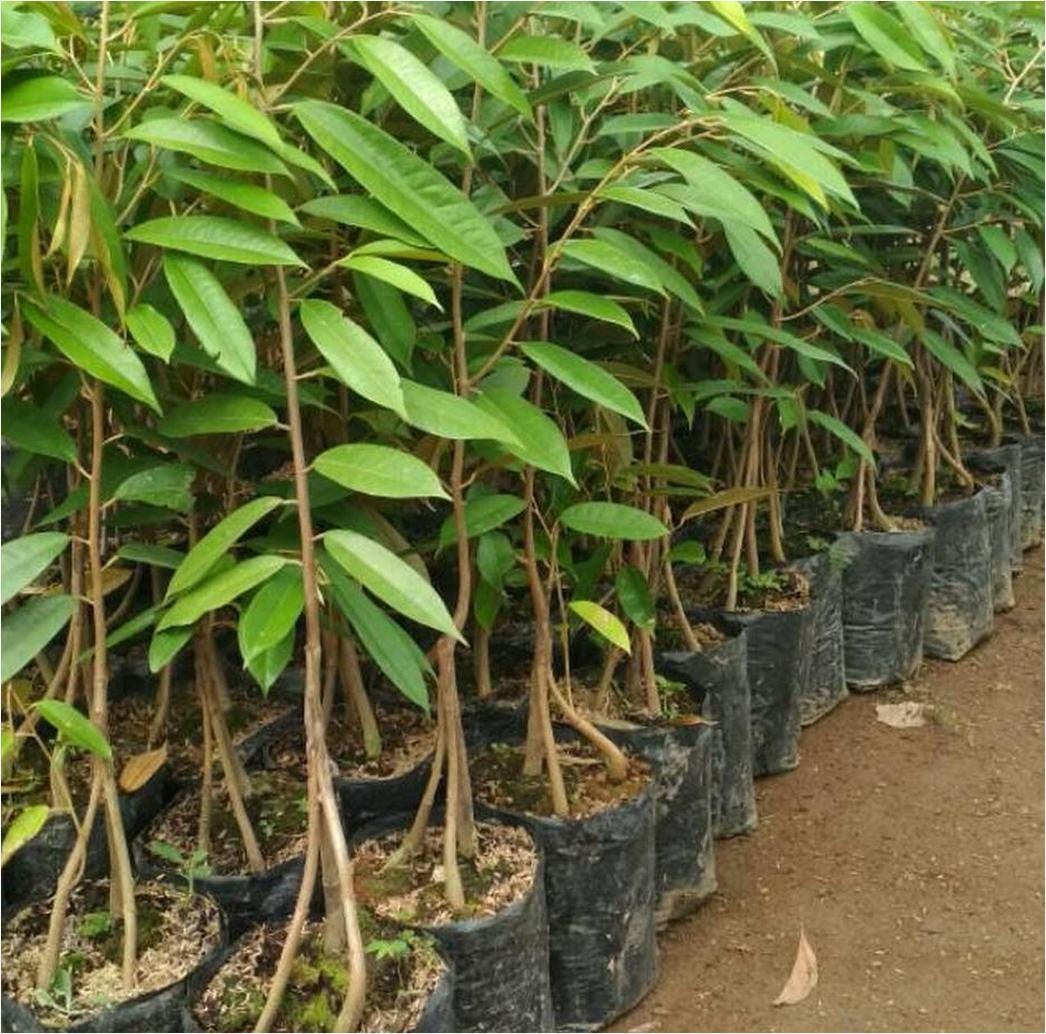 Bibit Durian Ochee Kaki 3 Duri Hitam — Sampang | by Ezio Asoka | Medium