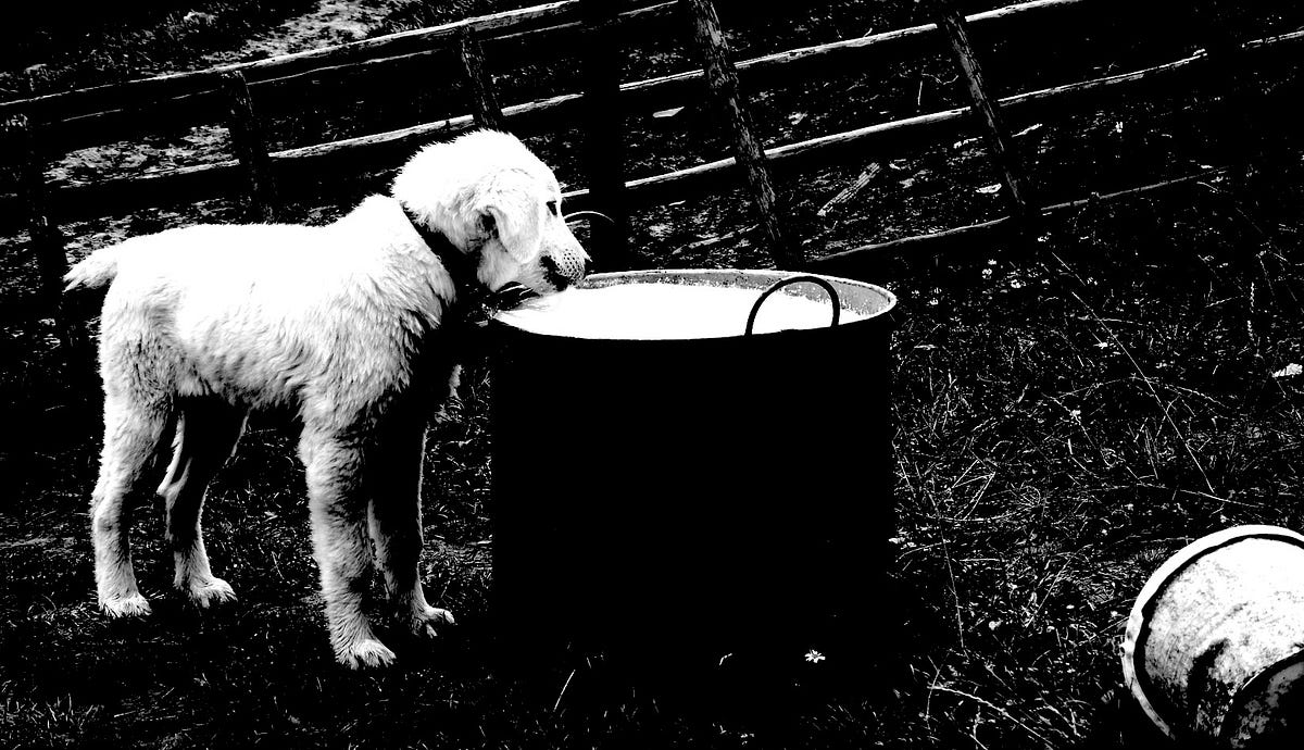 Sienna Tackles Feeding The Dog. “Mommy I’m worried about my heart ...