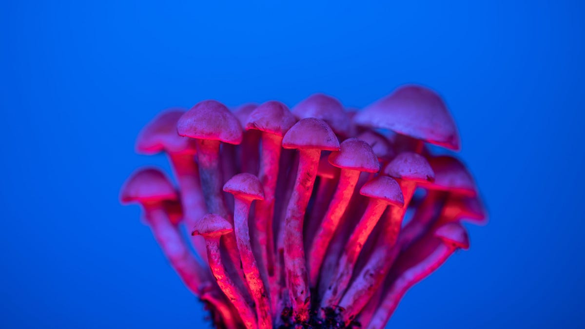Psilocybin: Legal Developments and the Path to Decriminalization | by ...