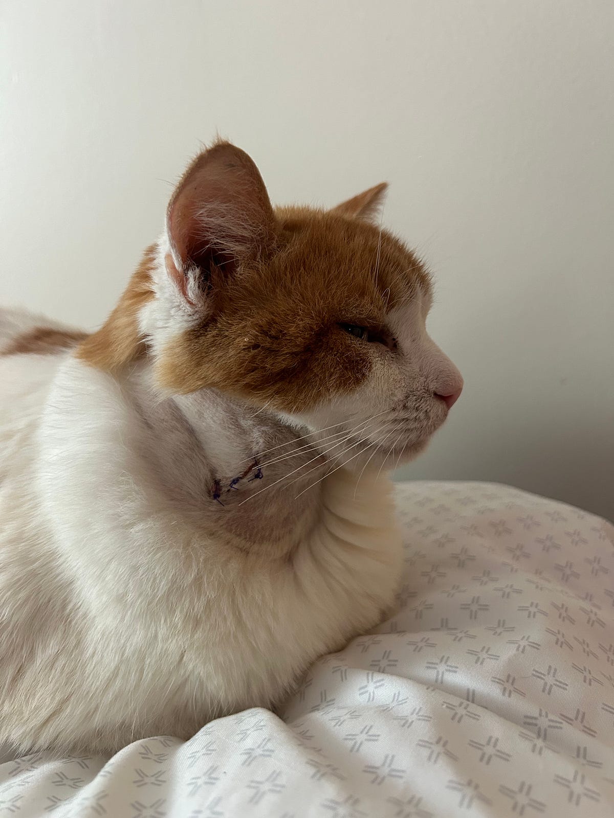 KitKat Got His Stitches 🧵 Out. He’s as Frisky as Ever! | by Kat ...