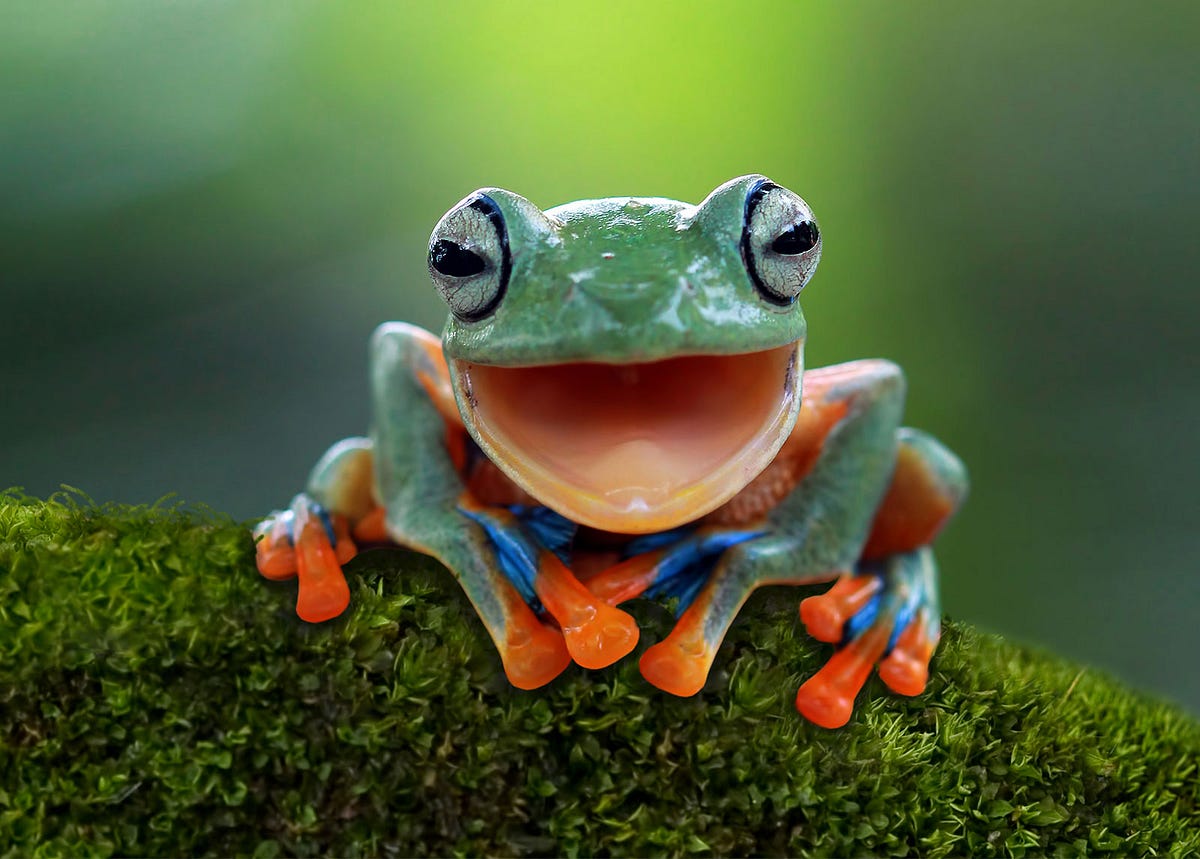 Eat that Frog with a Pomodoro. My Experience: | by Nida Khalid | Medium