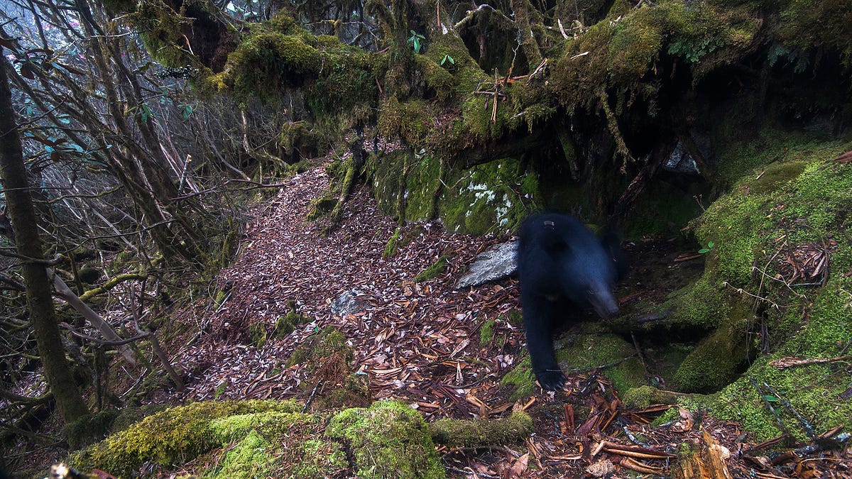The case for keeping bears (and other wildlife) wild | by WWF Wildlife ...