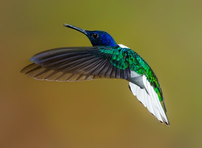 Clever Bird - The Lark - Medium