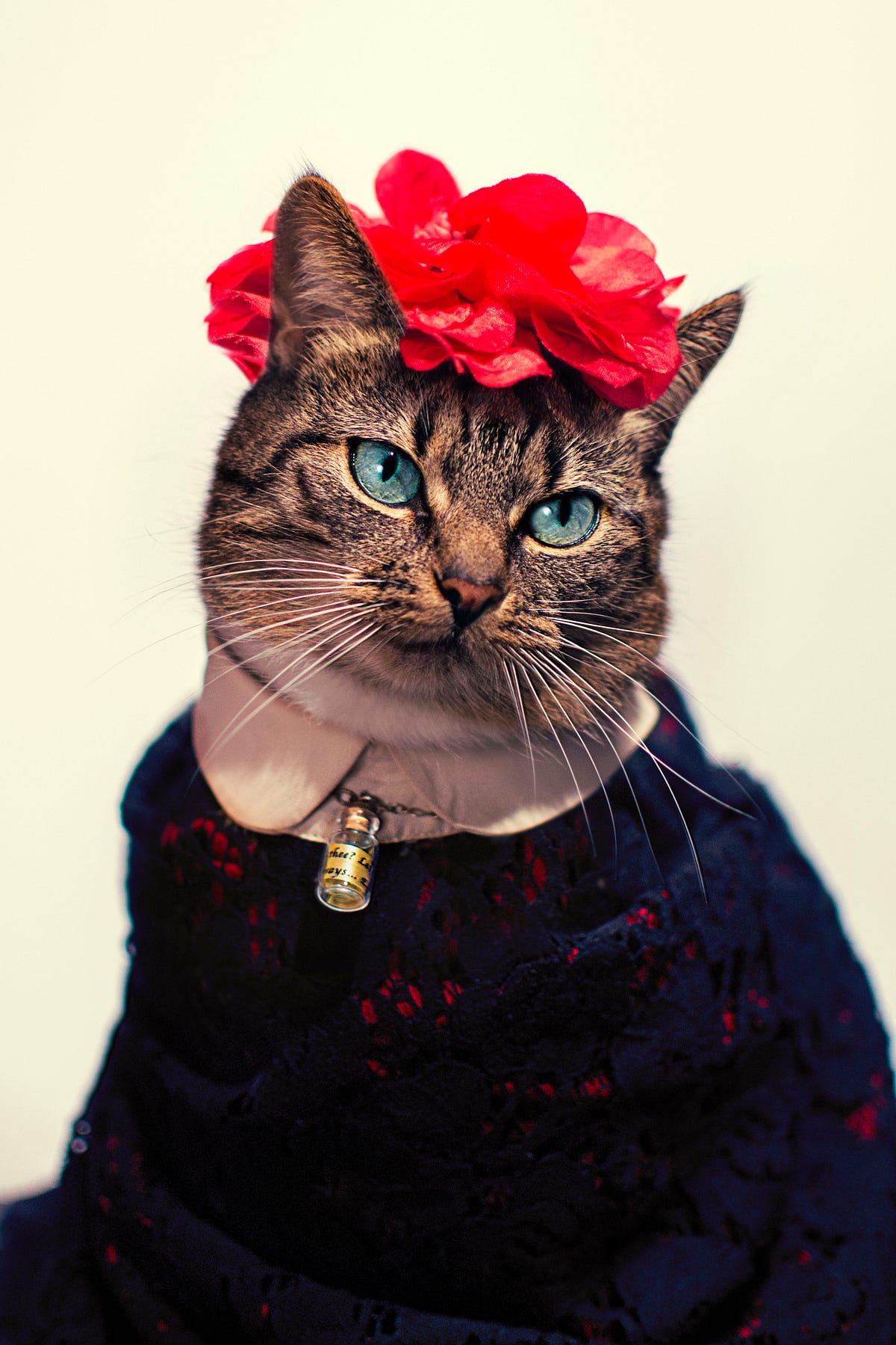 My Leukemic Cat Is A Fashion Icon! | by Jason McGroarty | Vantage | Medium
