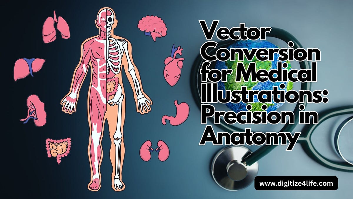 Vector Conversion For Medical Illustrations: Precision in Anatomy | by ...