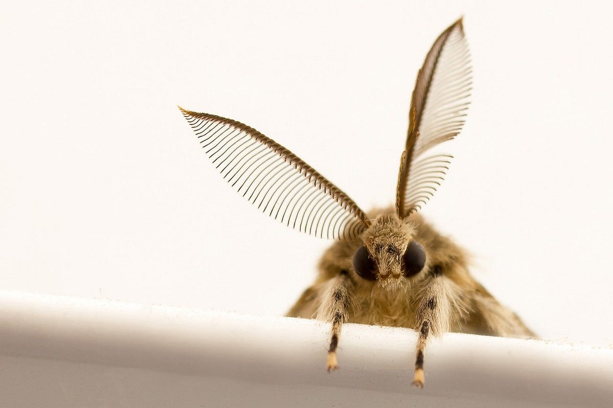 When Debugging Becomes Too Real. Ever heard of the moth story? | by ...