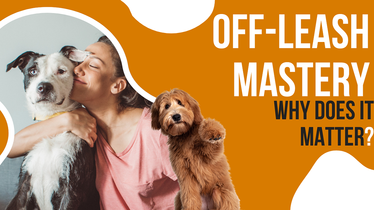 Off-Leash Mastery: Important Tips for Off-Leash Training: Why Does It ...