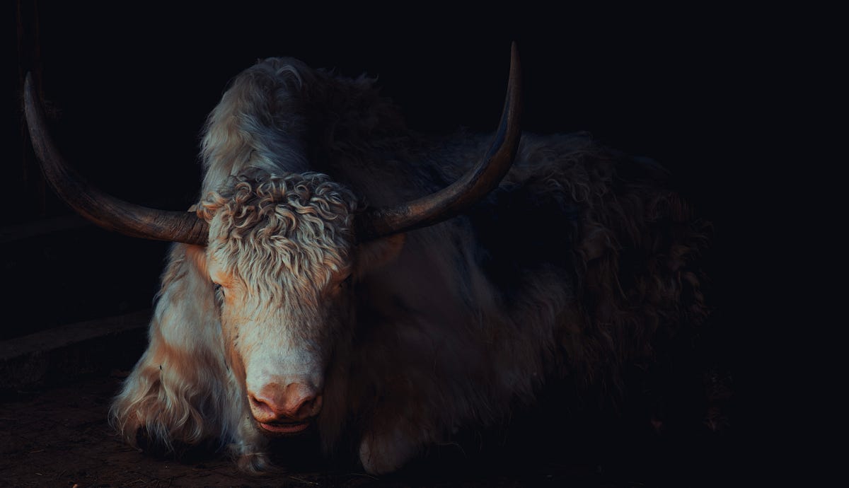 Taking the Bull by the Horns. Ahhh. This is a tortuous existence… | by ...