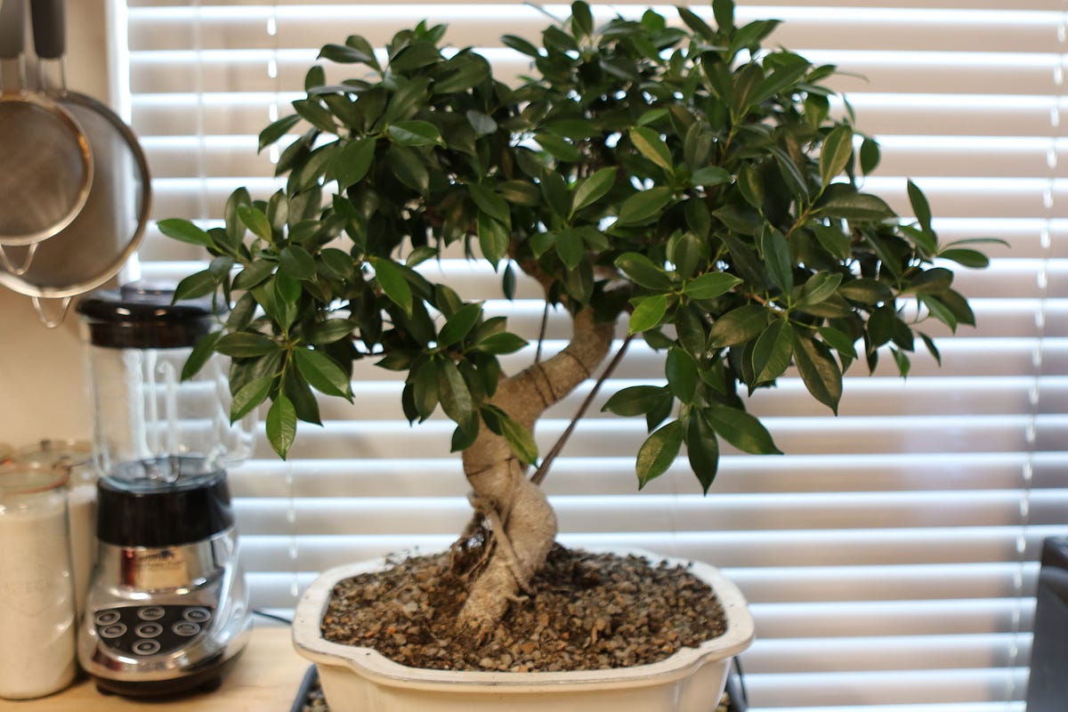 An Ode to Fiona the Ficus - The Daily Cuppa - Medium