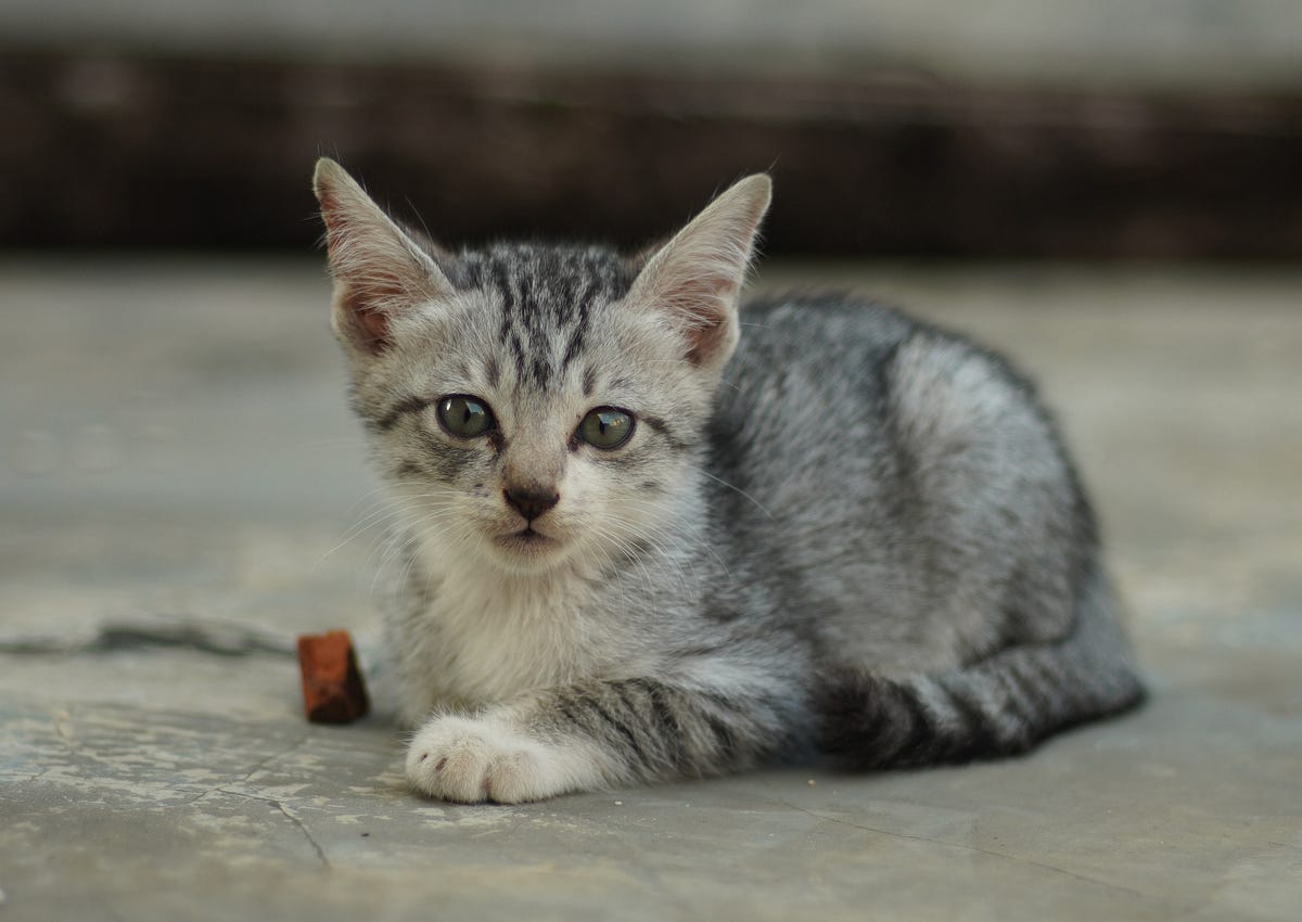 Your Cat #1. Namaku Potter, aku kucing peranakan… | by A Happy Sisyphus ...