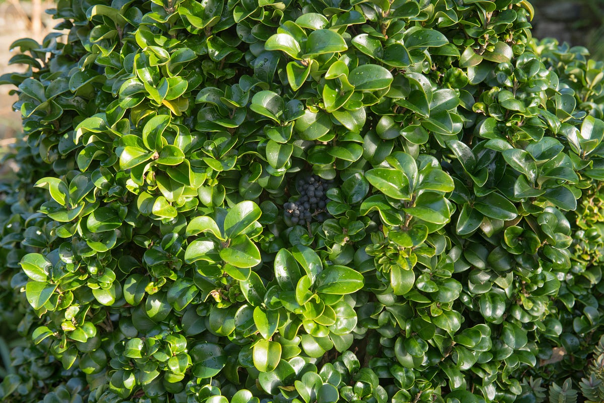 Discover the Beauty of Wax Leaf Privet | by Tammy Sons | Medium