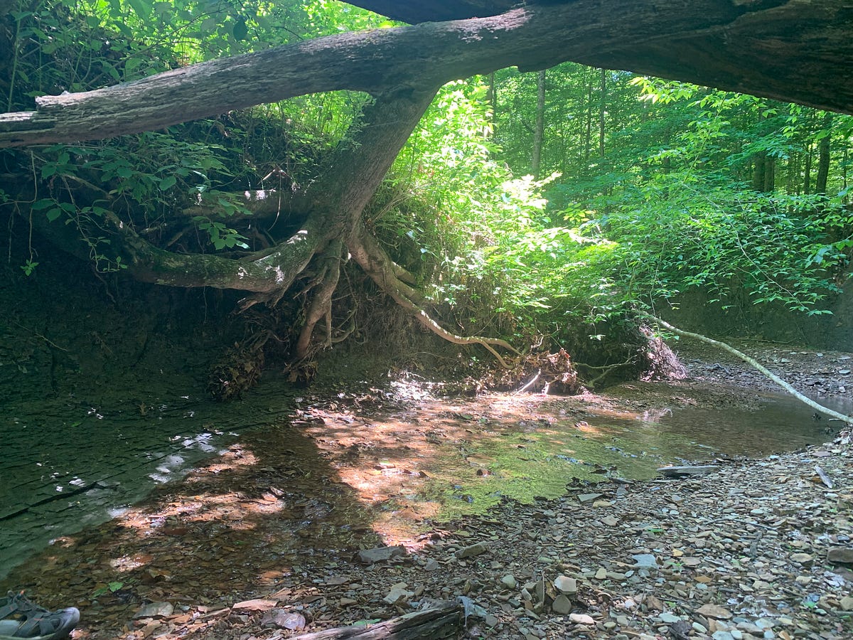 Medicine Path. A poem of fidelity | by Skye Nicholson | Scrittura | Medium