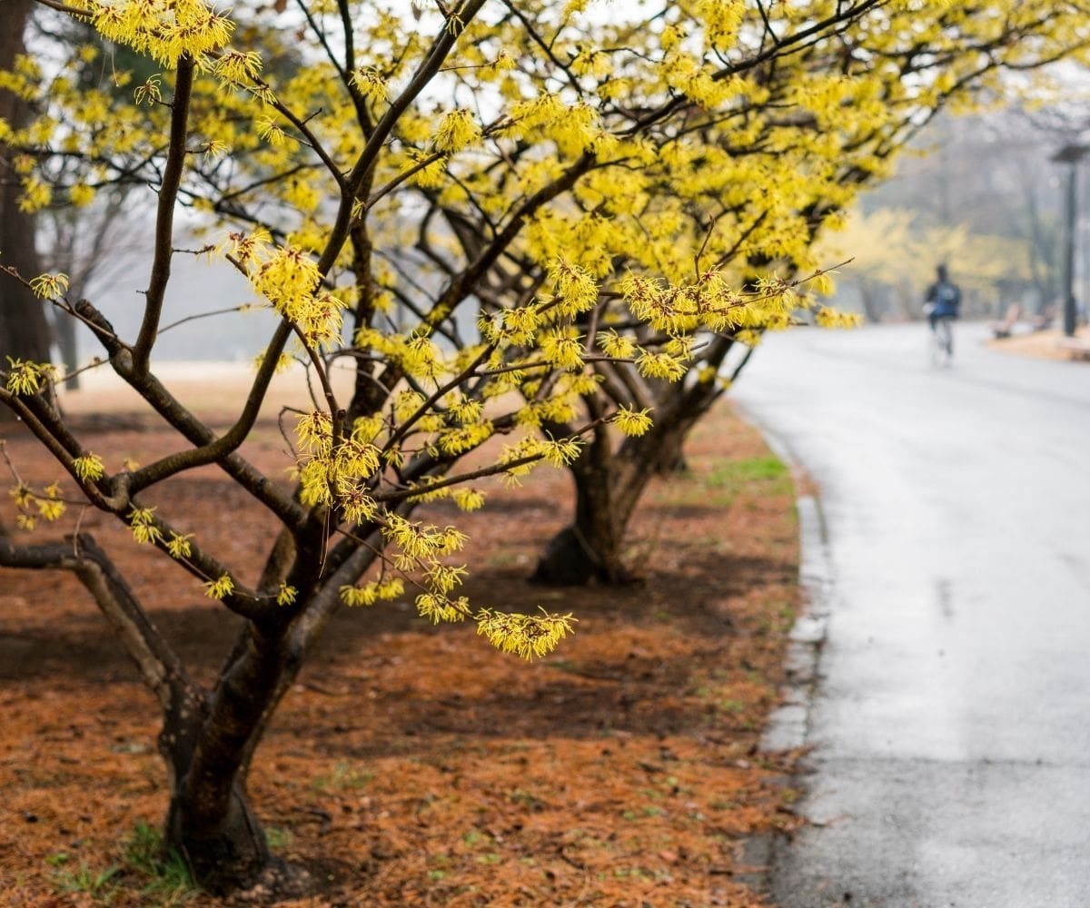 Witch Hazel Shrubs. Witch hazel (Hamamelis virginiana) is a… | by Tammy ...