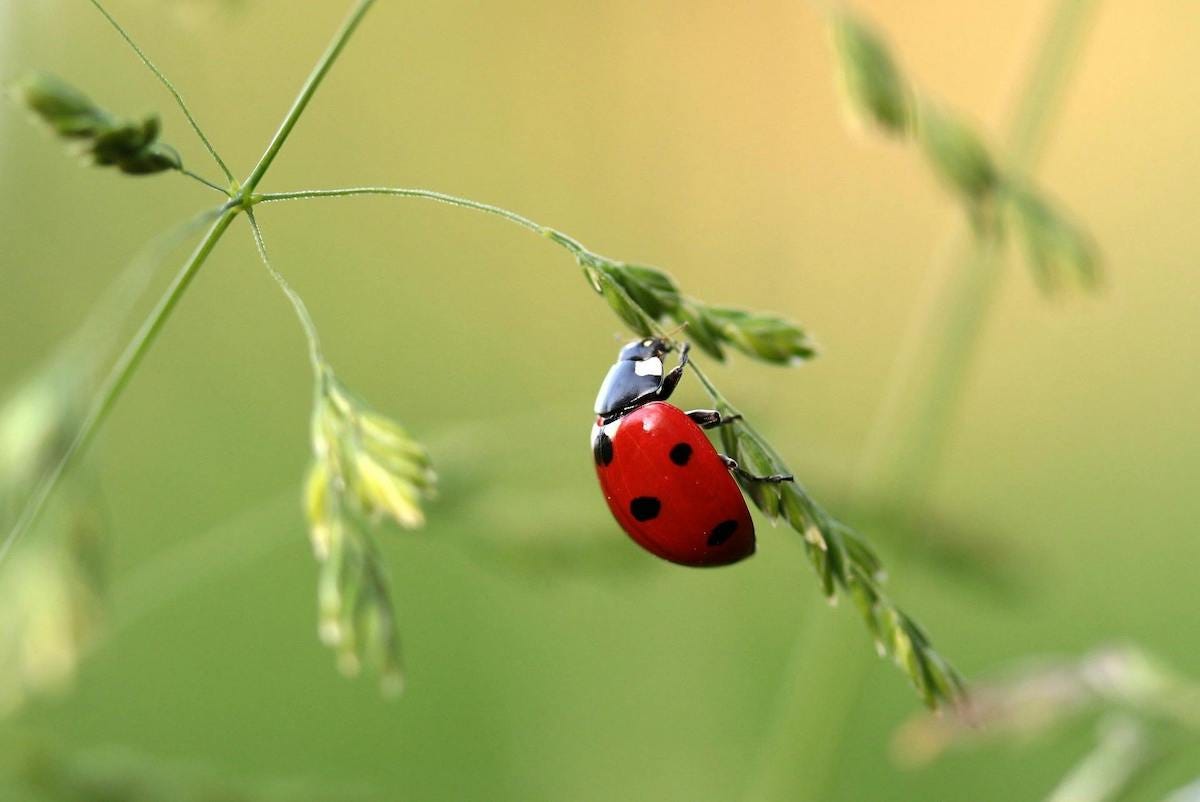 Safety or False Safety?. I have written many times about my… | by ...