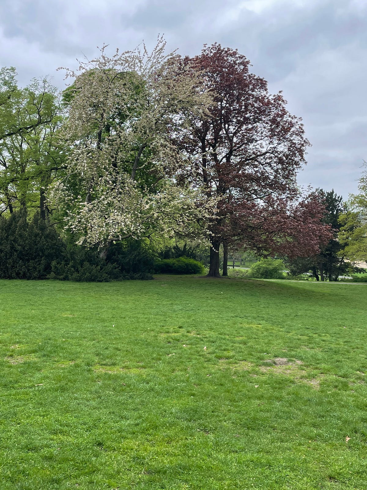 Two Trees - Jeremy Brian - Medium