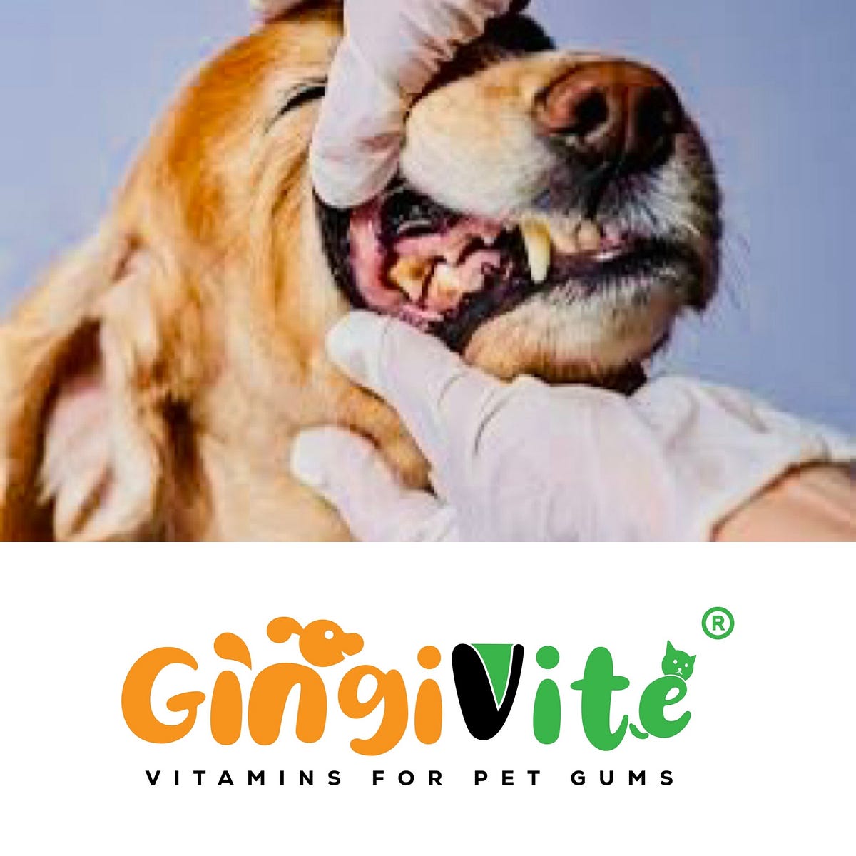 The Critical Obligation of Pet Ownership: Ensuring Your Pet’s Dental ...