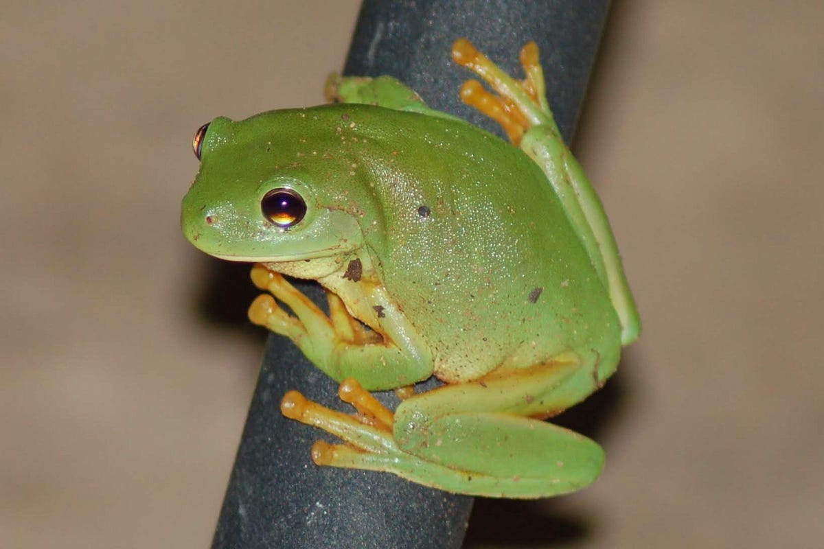 A Frog Called Freddo. Friend from the Road | by Amy Marley ...