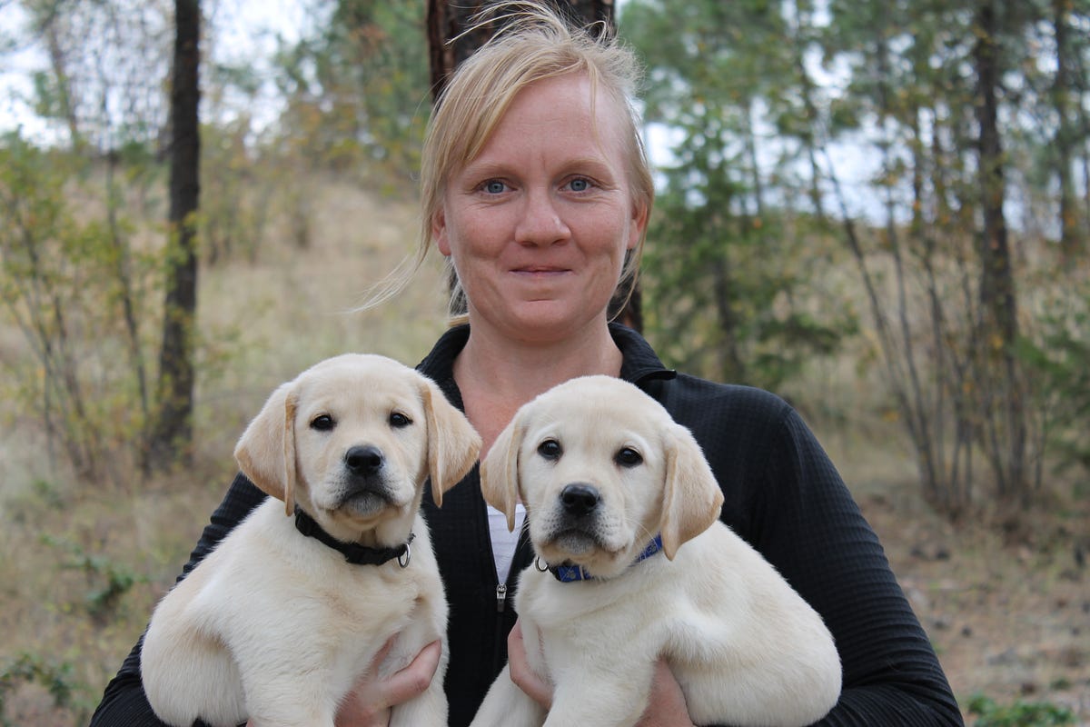 English Yellow Labrador Retriever Puppies