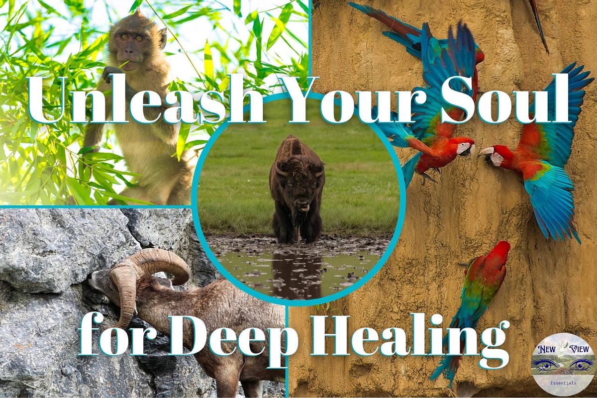 Hi Unleash Your Soul for Deep Healing | by Cherilyn Shelly | Jun, 2025 | Medium