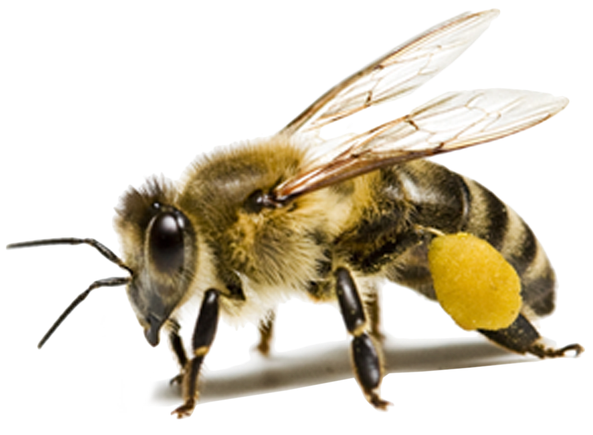 Bee Image Classification using a CNN and Keras | by Mahdi Shadkam ...