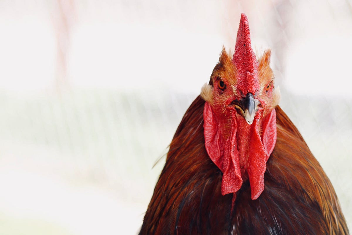 This is What It’s Like Being an Undercover Animal Rights Investigator ...
