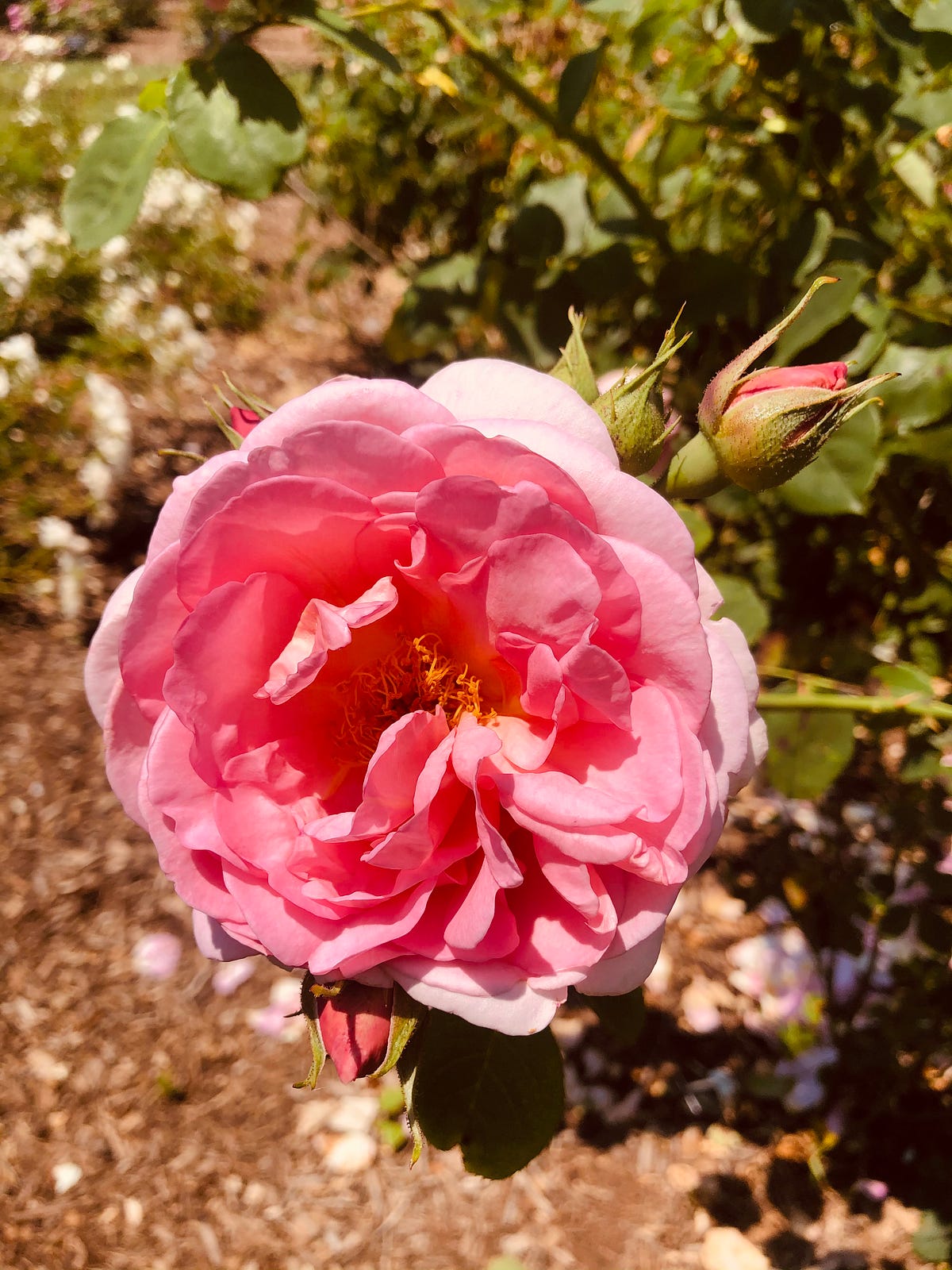 Cranford Rose Garden @ BBG “Stop and smell the roses.” - An ordinary ...
