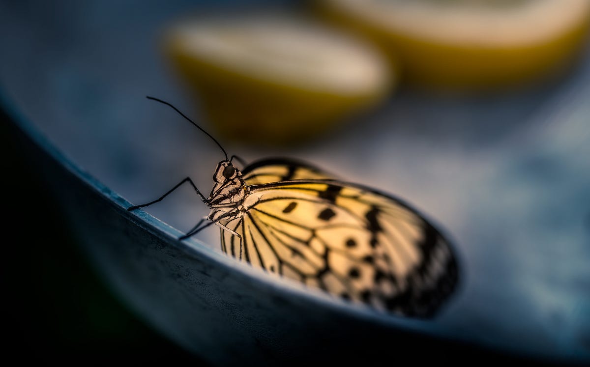 Why Change is So Hard. Akrasia, values, and the mind-body… | by ...