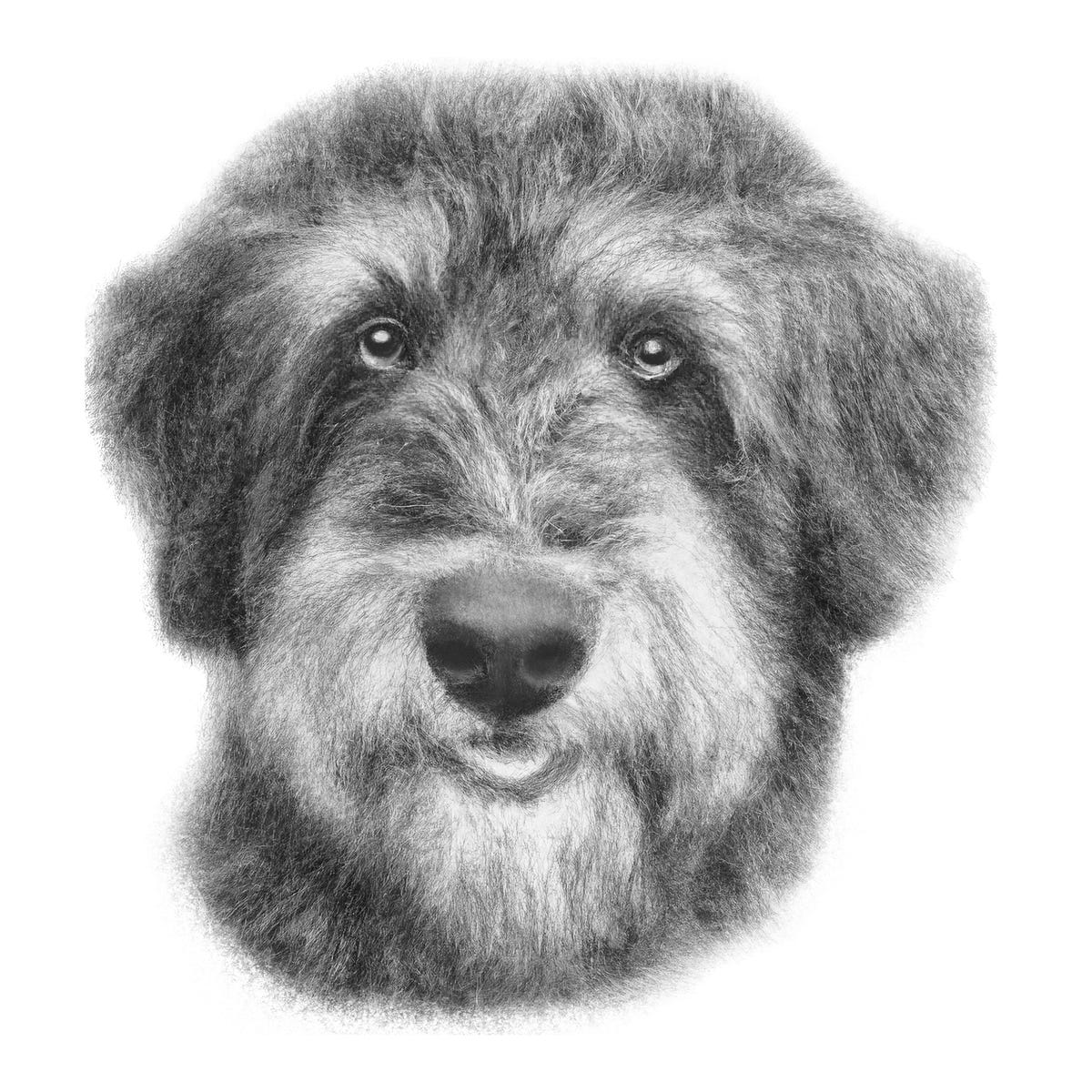 A poem about Aussiedoodles. Aussiedoodle, oh Aussiedoodle, | by Jason Harper | PortraitsofDogs ...