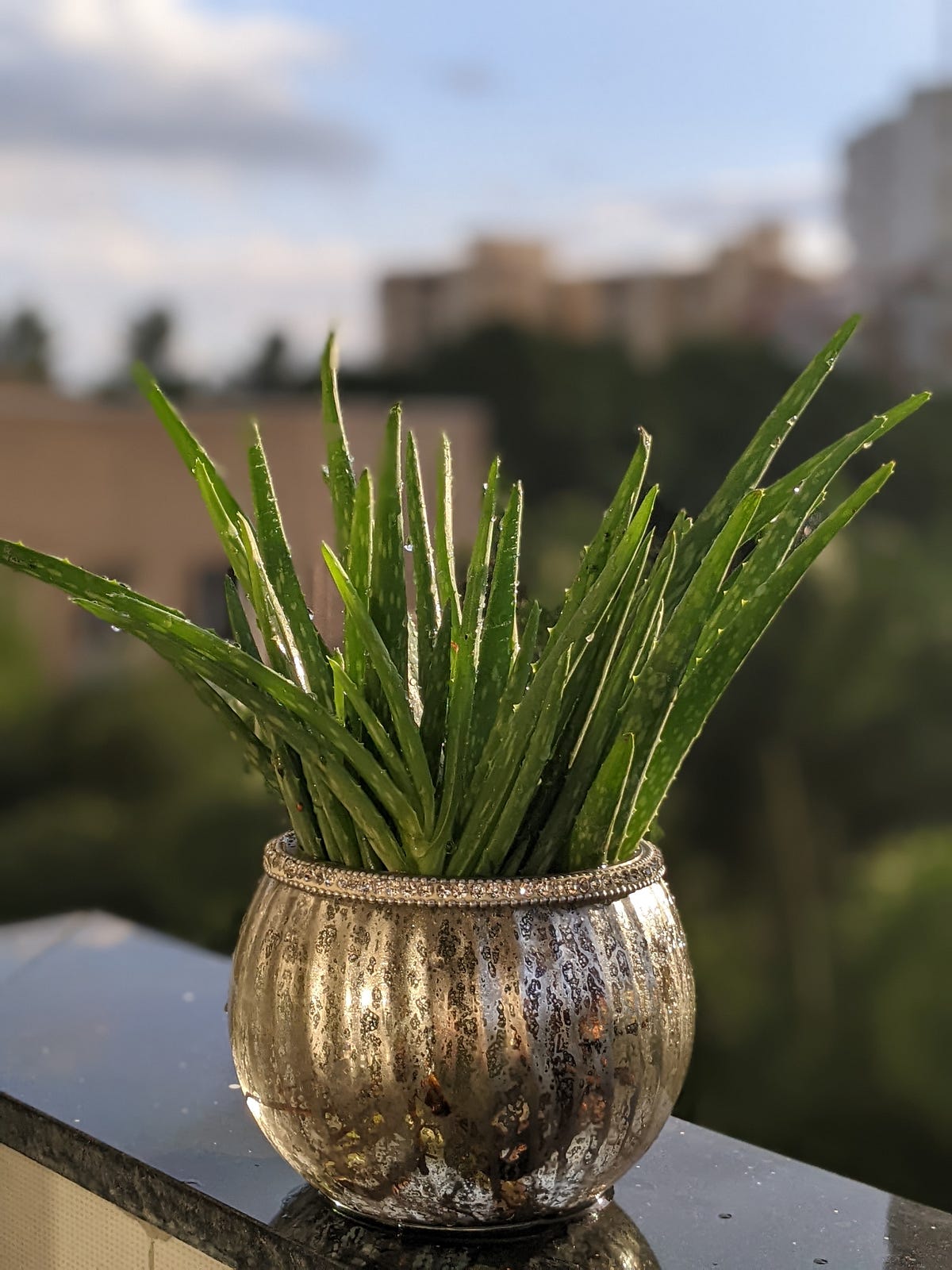 Aloe. Six Word Photo Story Challenge… | by Anu Anniah | Six Word Photo ...
