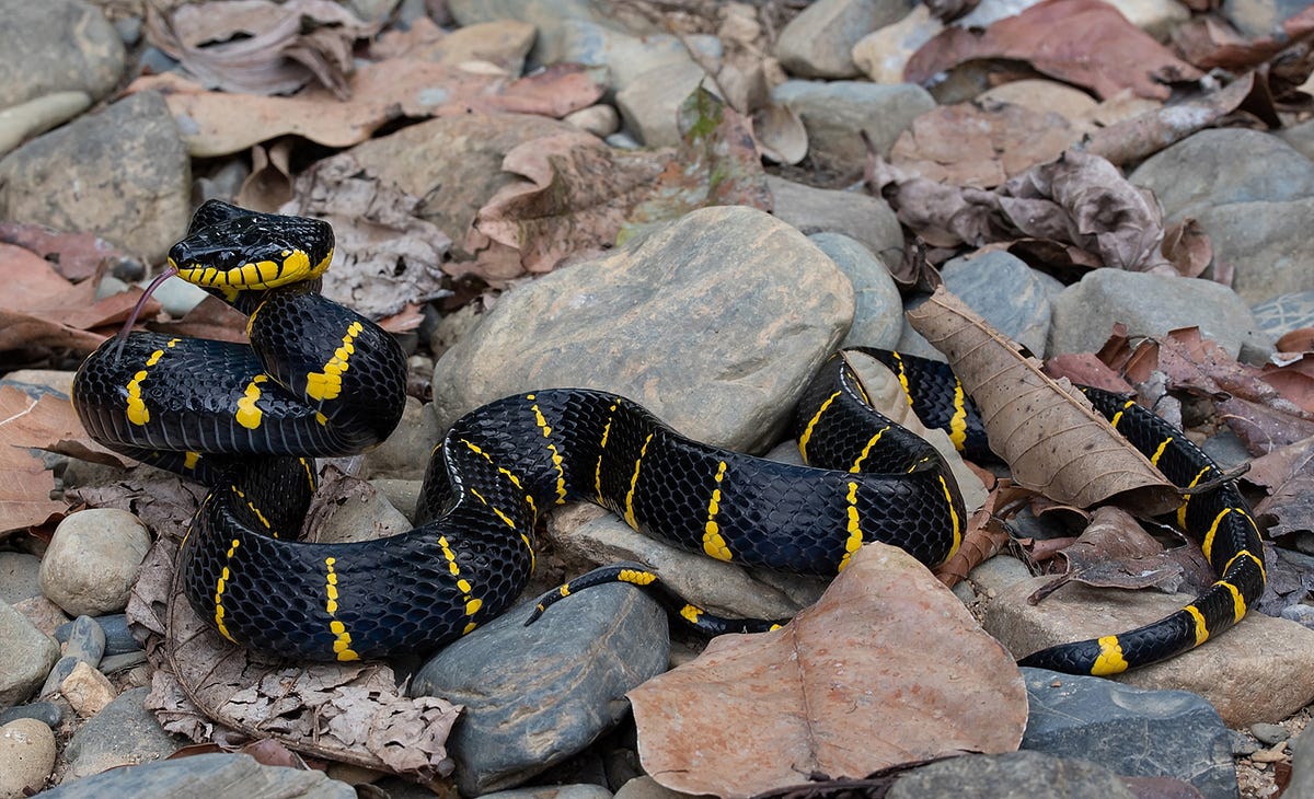 Discovering the Beauty of the Mangrove Cat Snake | by Tim | SnakeFellas ...