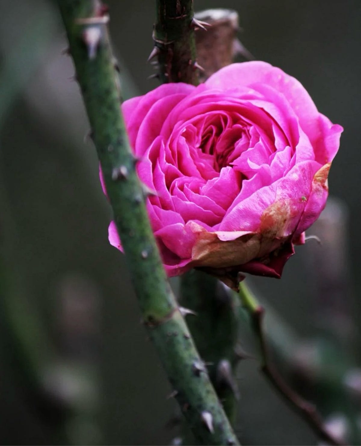 Title : mask behind the smile - @DoreenWrites - Medium