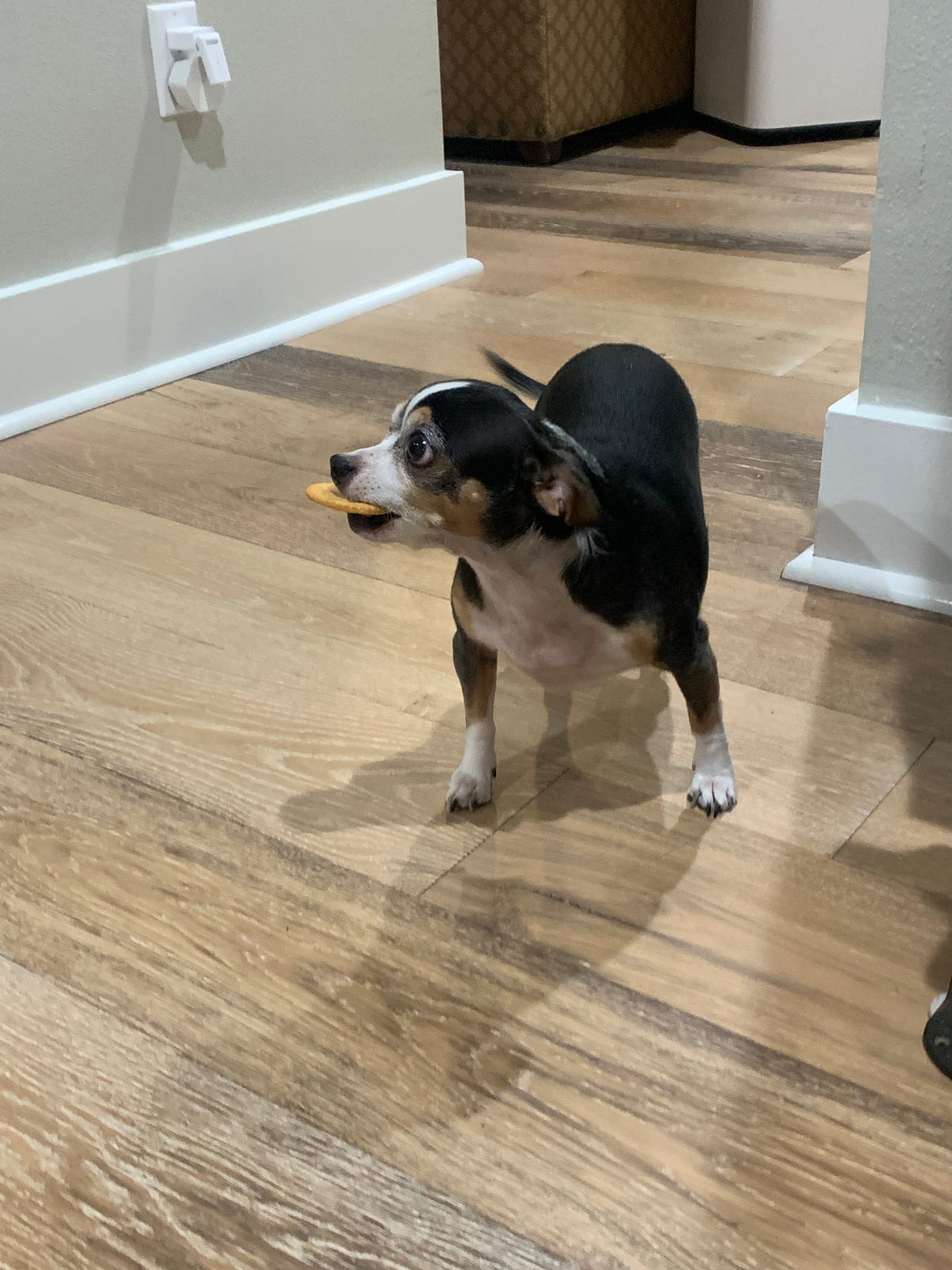 Pet of the Week Runner Ups - Elizabeth Scheiber - Medium