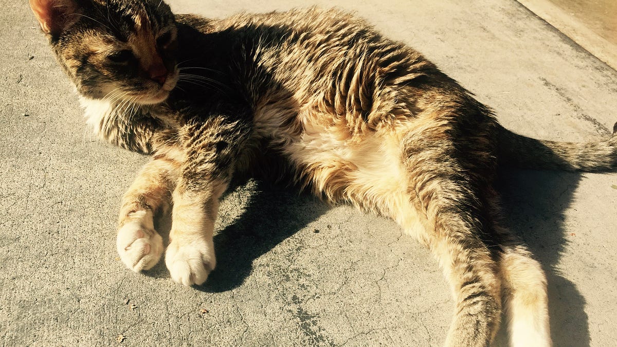 Lola. I expect to find a piece of fur, or a… | by Kate Rutledge | Medium