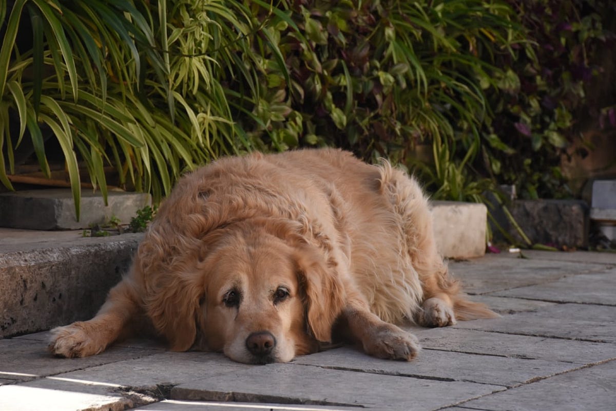 Lazy Dog Syndrome:. Sitting in Front of Problems | by Mecnun ALYEL | Mr ...