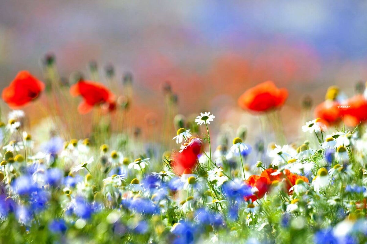 How to Plant a Wildflower Meadow. Wildflowers are a beautiful way to ...
