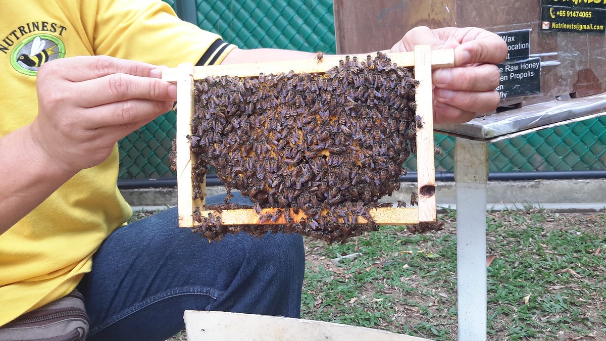 Singapore Beekeeper. Do you know there is beekeeper in… | by Xavier Tan ...