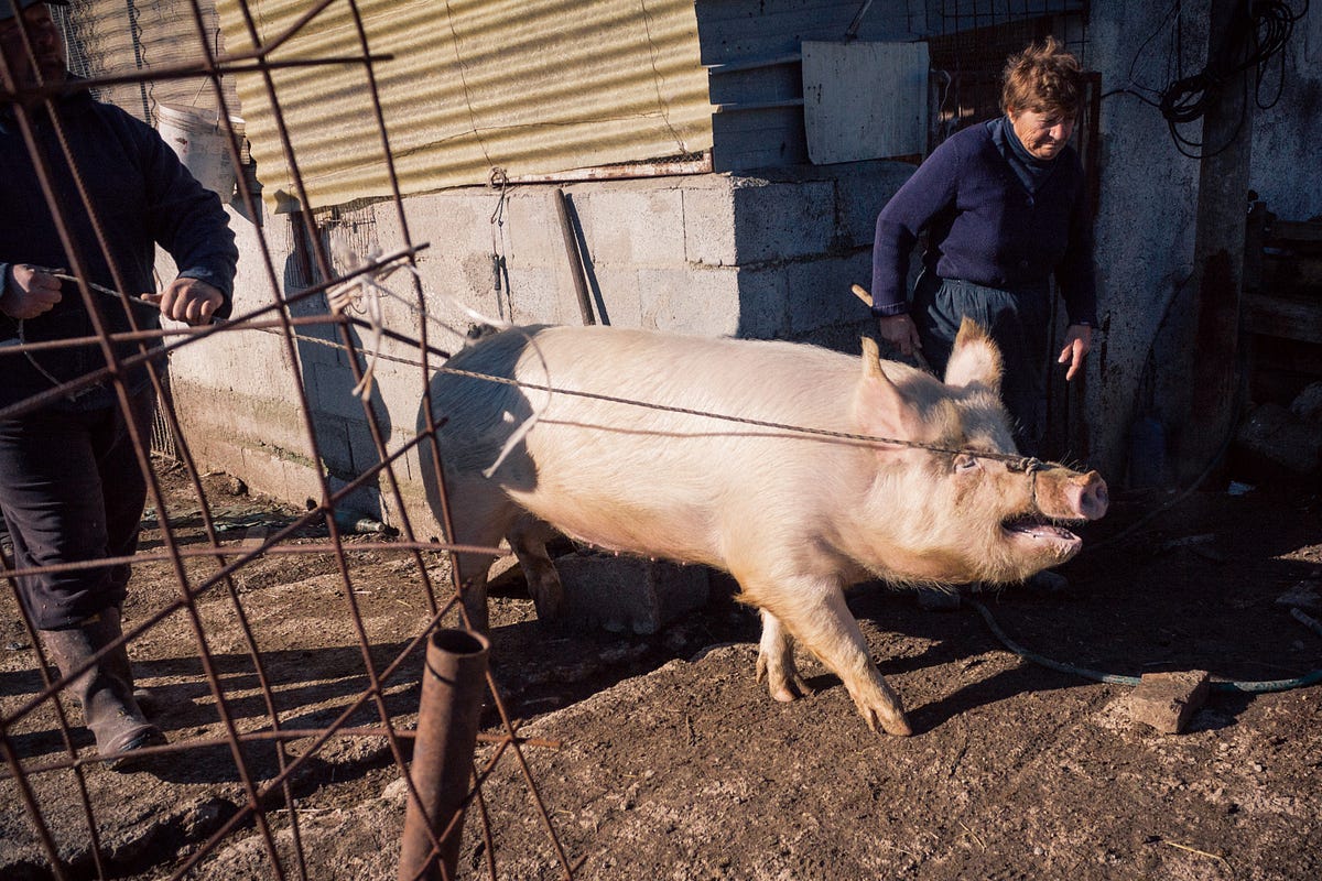 Killing the pig. From the hog pen to the stars | by babalot | Medium
