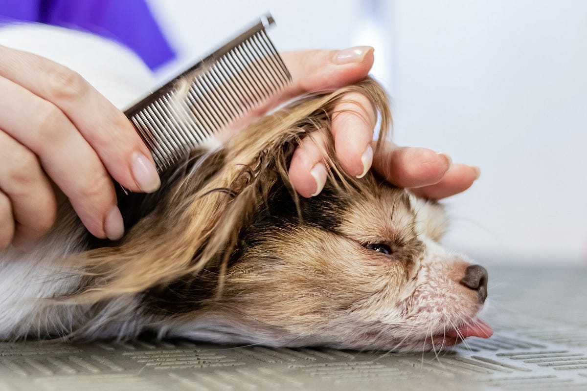 How to Know How Much to Tip a Dog Groomer? | by Pradeep Kumar | Medium