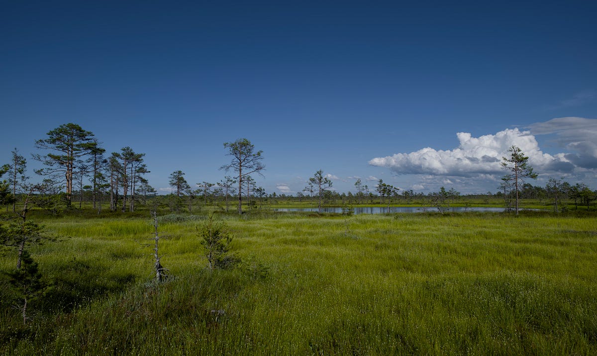 Bogs Are Sacred. Bogs are ancient wilderness areas that… | by Lauri ...