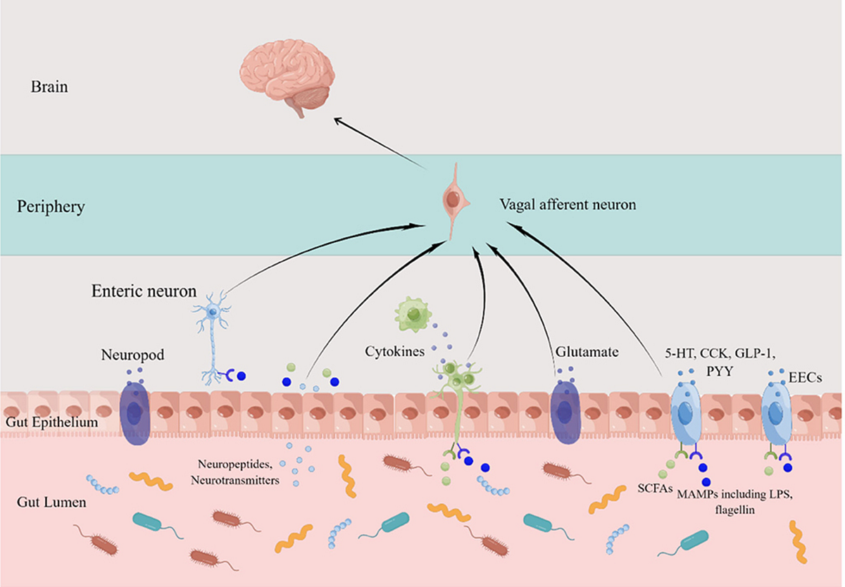 Unlocking the Secrets of the Vagus Nerve and Microbiota-gut Brain Axis | by Debarpan Chatterjee ...